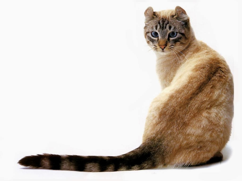 Cat Lucky: American Curl Cat Breed