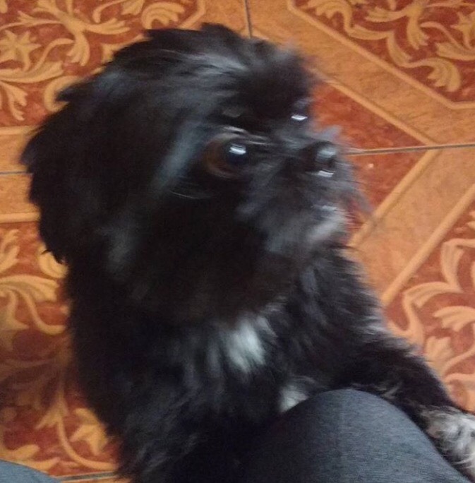 Ayudame a volver a casa: Doki perrito shitzu negro con patitas blancas ...