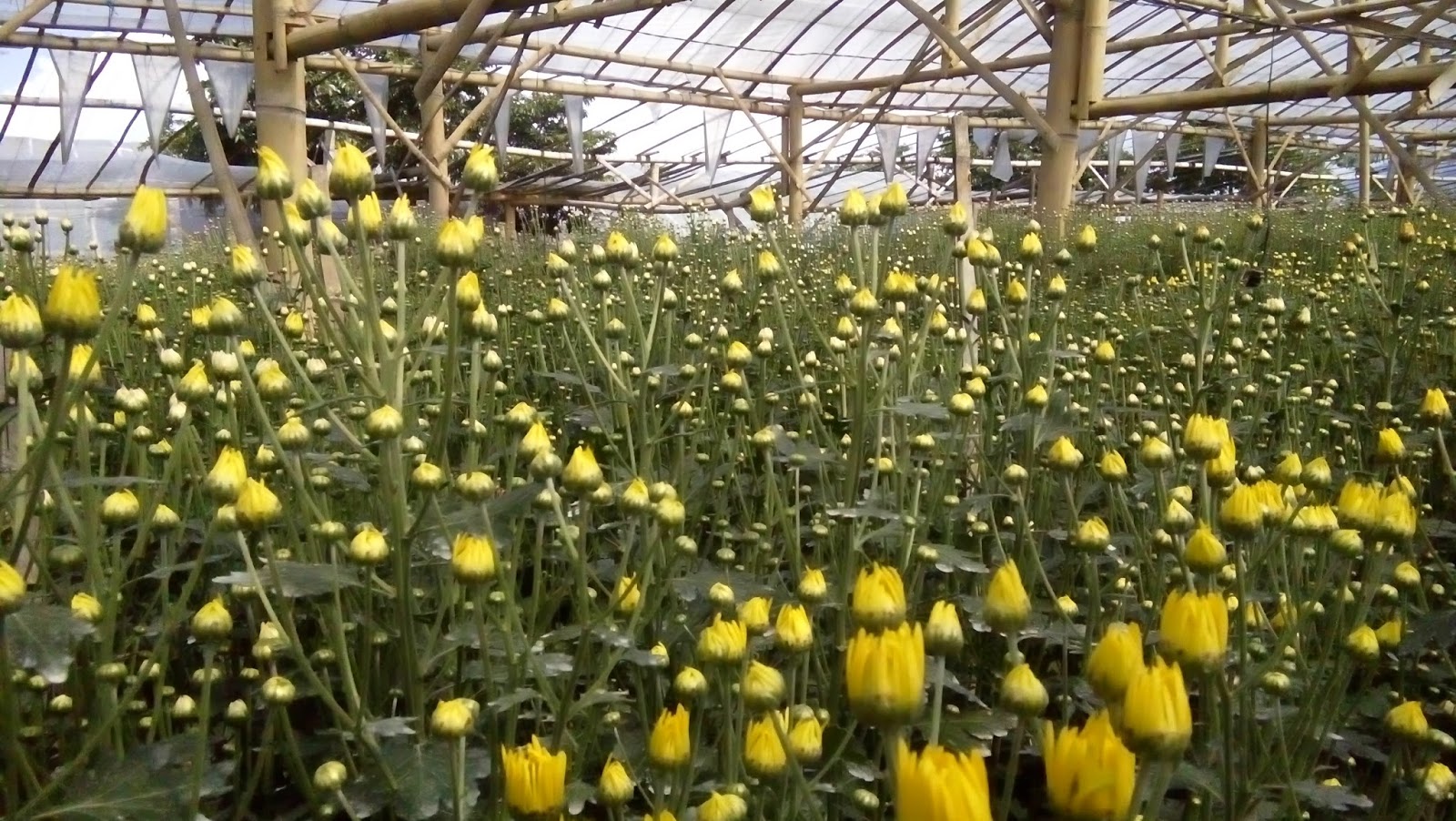 Next Post Posting Lebih Baru Previous Post