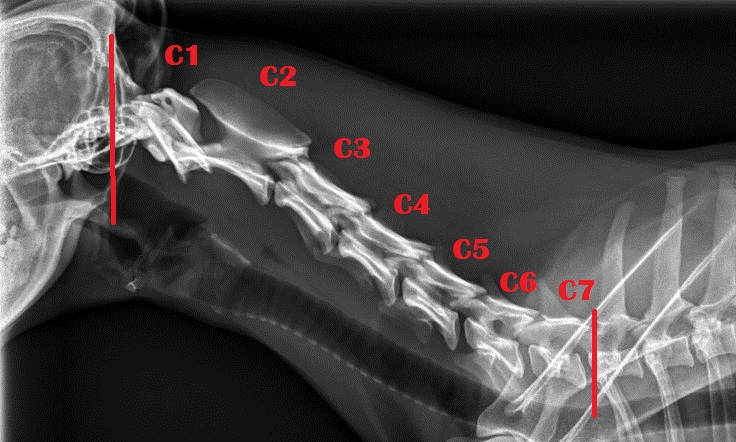 Kennel Epic Dream's: LTV and other spinal problems in whippets