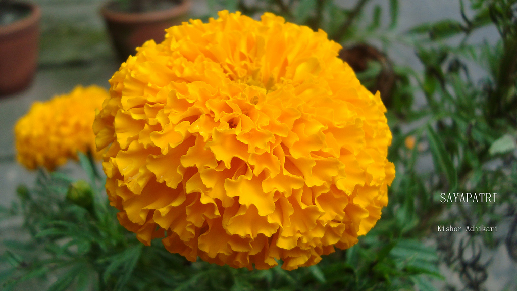 SHARE TWEET TELEGRAM WHATSAPP PIN IT SHARE