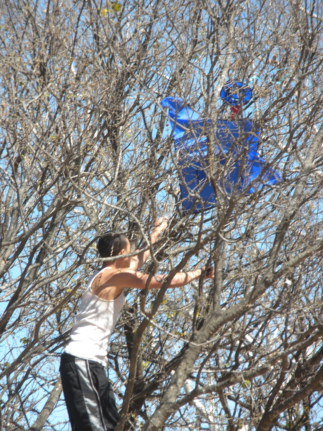 Austin, Texas Daily Photo: Kite-Eating Tree Terrorizes Austin!