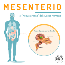 Mesenterio, el nuevo órgano del cuerpo humano ~ TBN - ARGENTINA