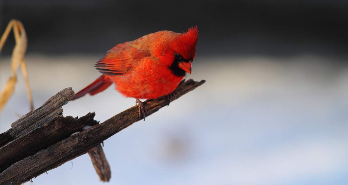 One Thousand Days in Nature: Wintery Mix of Birds