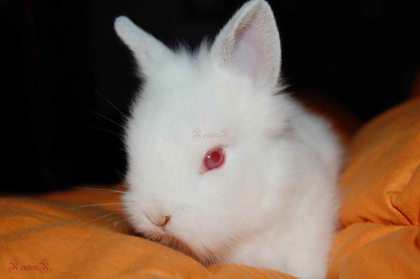 Experiencia Infantil: Conejo al rescate