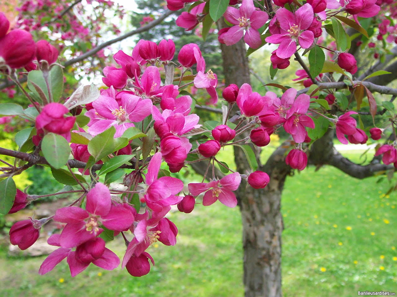 Le Douaire. Île de Vivre.: Tout savoir sur le pommier, malus communis ...