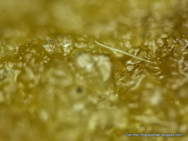 McDonald’s restaurant : "Chicken" McNuggets Under Microscope Reveal ...