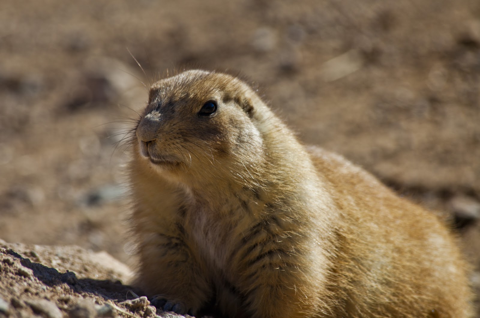 Walking Arizona: Prairie Dog