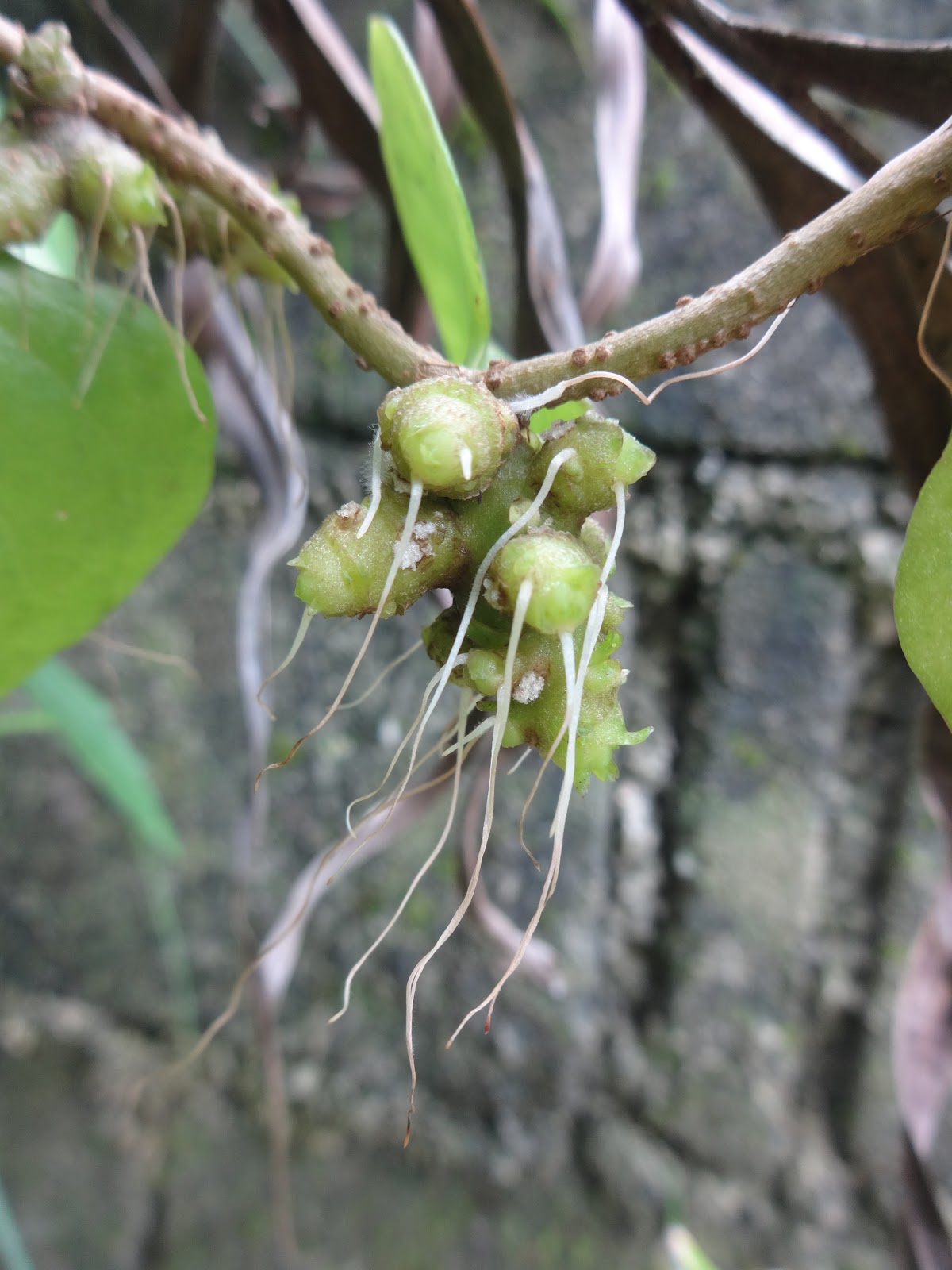 Herbs from Distant Lands: Anredera cordifolia - Madeira Vine, Binahong ...