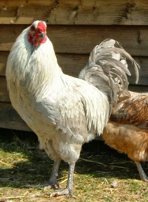 Rope Yarn Corner: CHICKEN