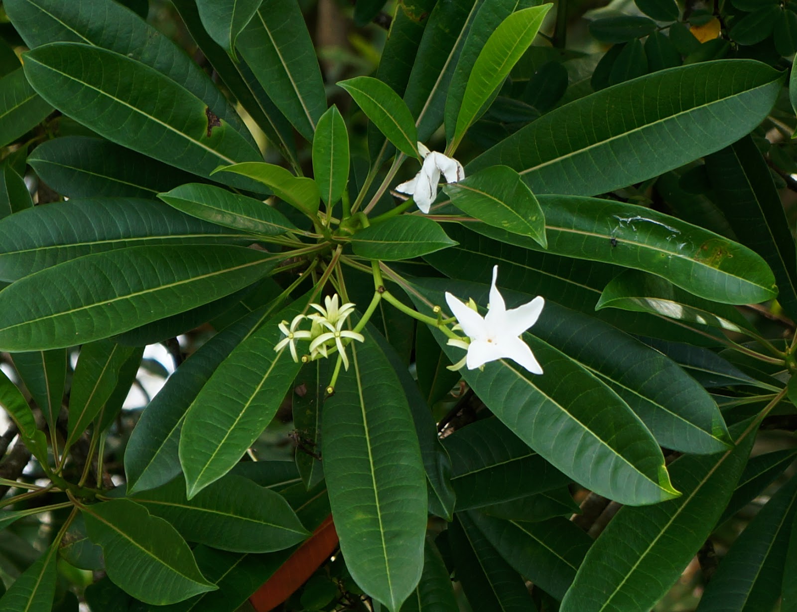 Riverine Parks: Cerbera odollam