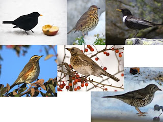 Kızıl Ardıç (Turdus iliacus) Kuş Sesi | Ardıç Kuşu ve Ardıç Ağacı