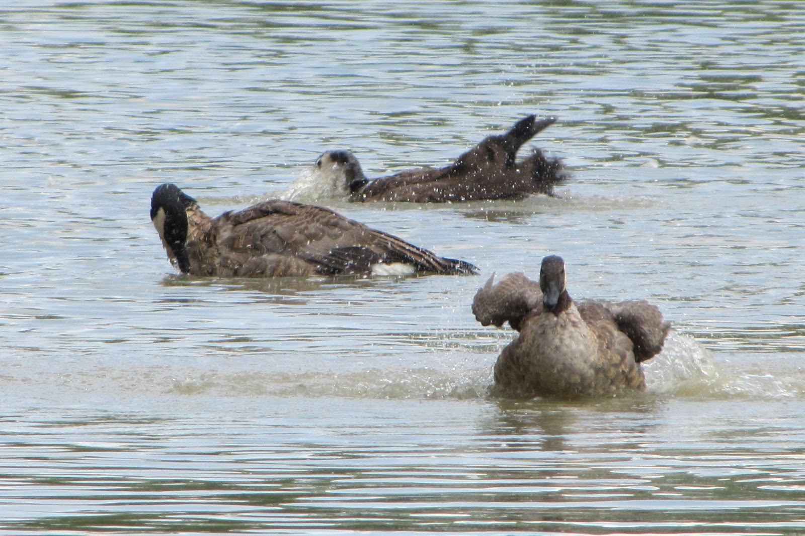 To Behold the Beauty: Canada Geese Beach Party
