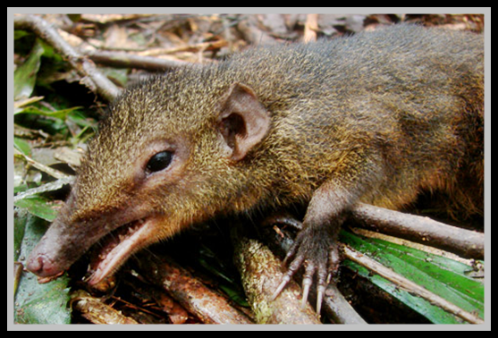 Beszamel i spółka bez ograniczeń: Scandetia - wiewióreczniki, tupaje ...