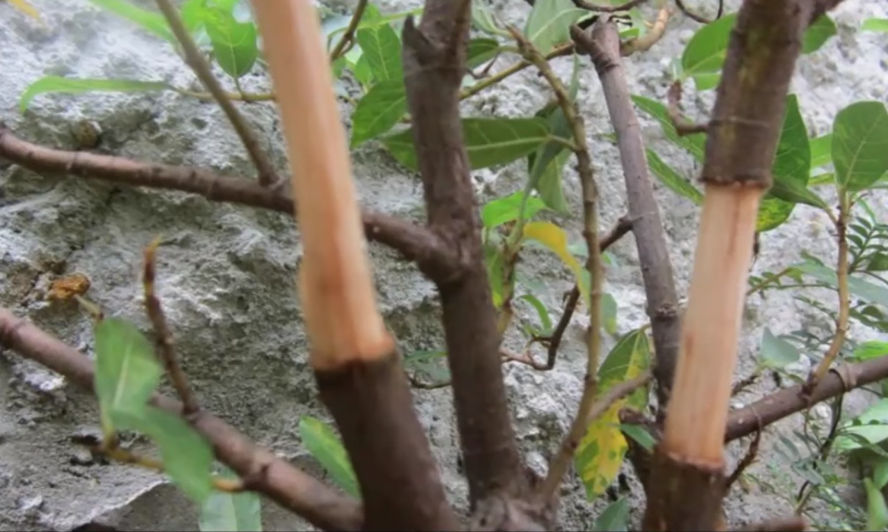 What is Duku Fruit? || Duku - FRUITS