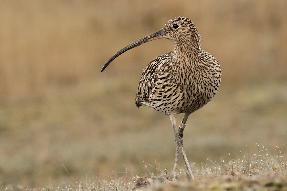 Glenn Vermeersch Natuurfotografie: Wulpen komen zich spiegelen