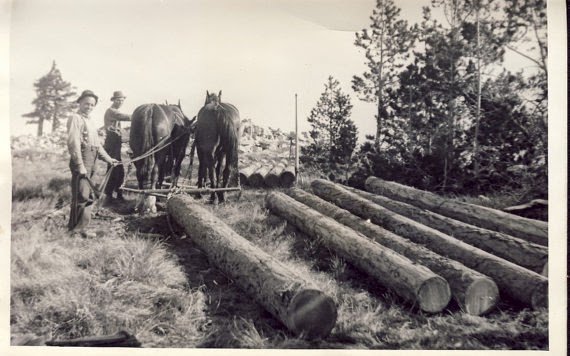Draft Horse in America – 20 Historical Photographs That Illustrate ...