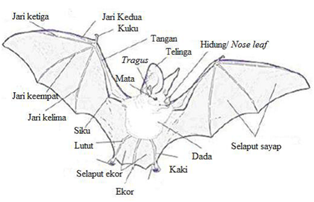 KLAS CHIROPTERA (Kelelawar) | Wasiwa