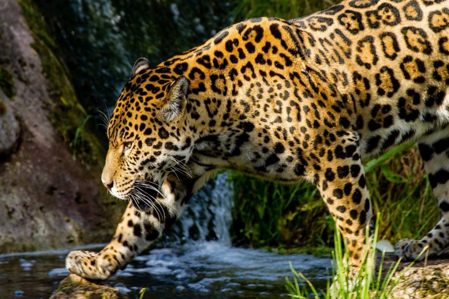 ECOSISTEMAS DE COSTA RICA: PANTHERA ONCA