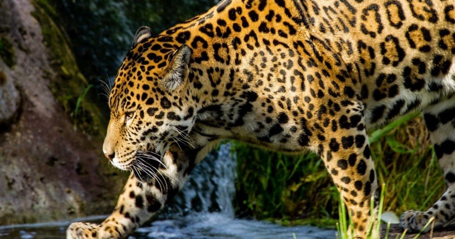 ECOSISTEMAS DE COSTA RICA: PANTHERA ONCA