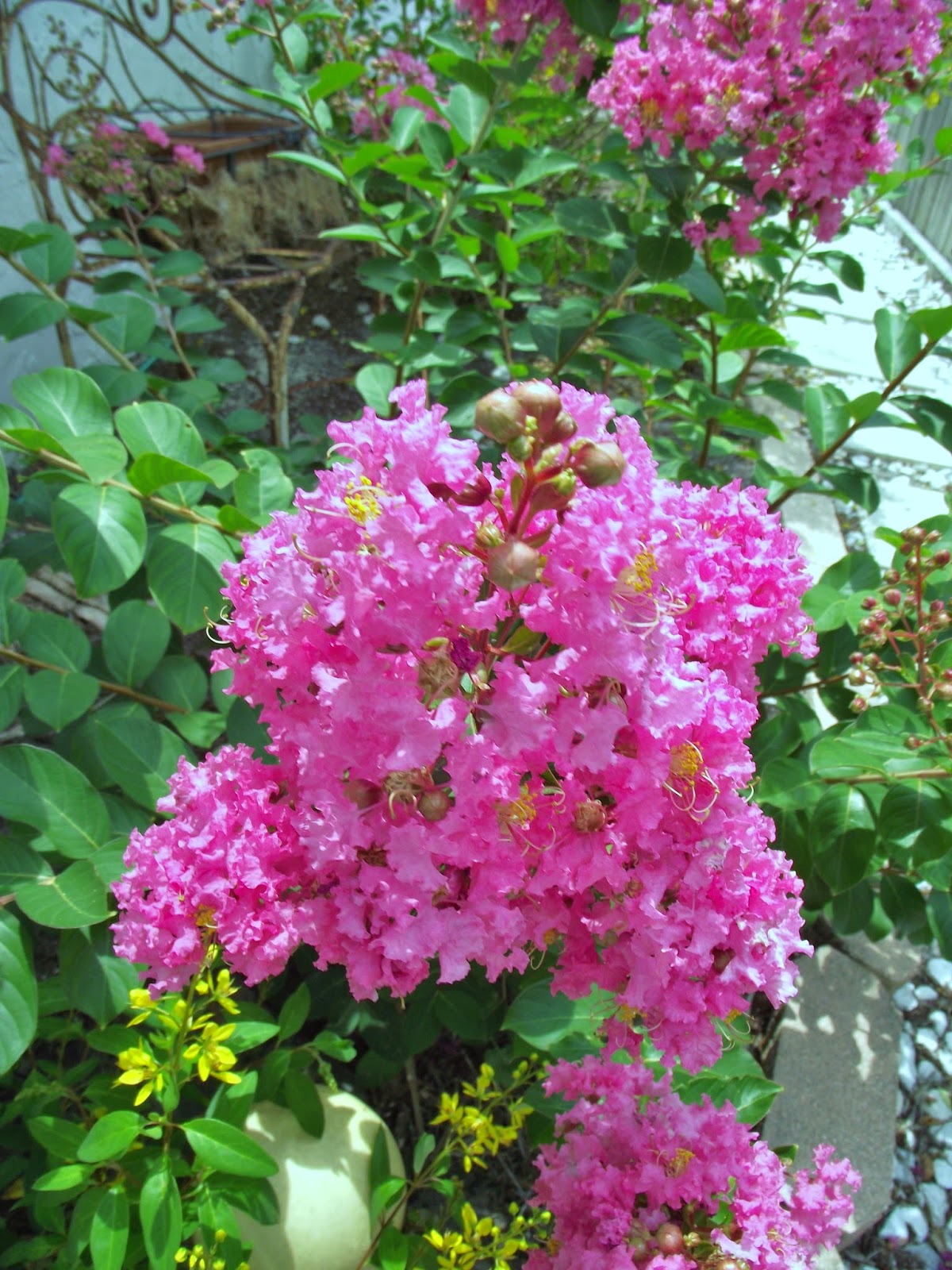 A WHITEWASHED COTTAGE: Crape Myrtles In Full Bloom