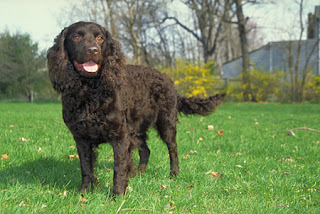 BRANDYKEGS: Wisconsin State Dog - American Water Spaniel