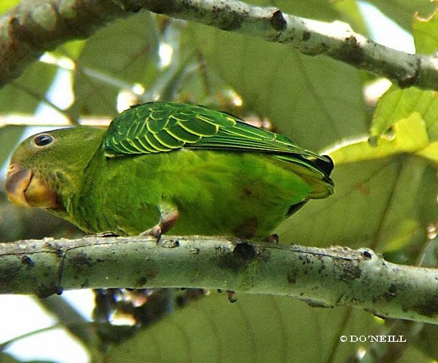 Tierra de papagayos, loros, cacatuas, pericos, cotorras y guacamayos ...