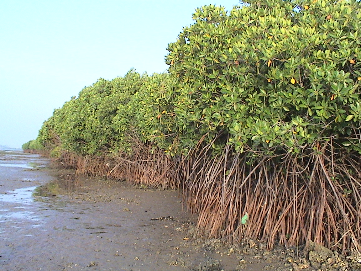 Gingga_Elfiky: Komponen Biosfer