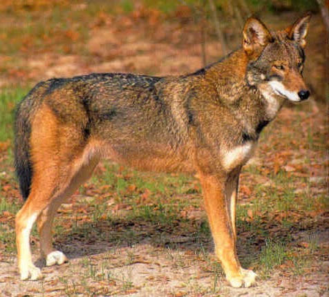 Red Wolf Awareness: #21 - Red Wolf Identification - What Are The Signs.