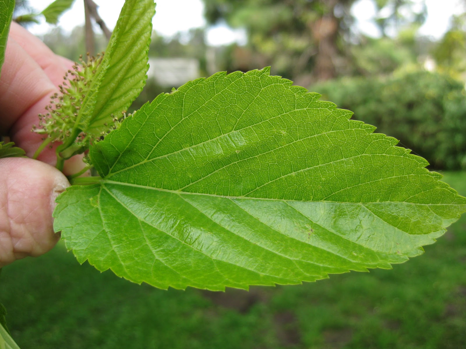 Morus Alba Fruitless