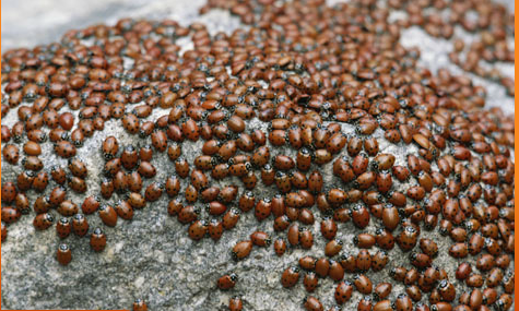 How Animals Adapt In Winter: Ladybugs Hibernate!