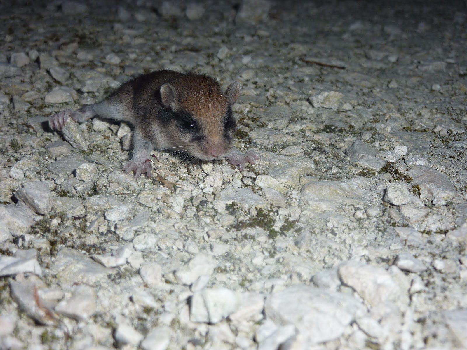 Eyko - Basenji: Rencontre avec un mulot