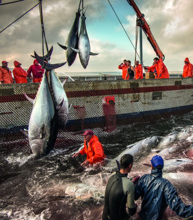 Verdeesperanza: La pesca milenaria del atún. En España sobreviven ...