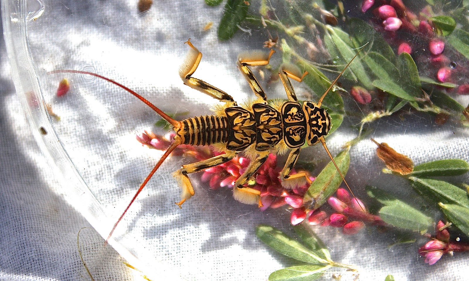 Aquatic Insects of Central Virginia: The Chloroplerlid (Green Stonefly ...
