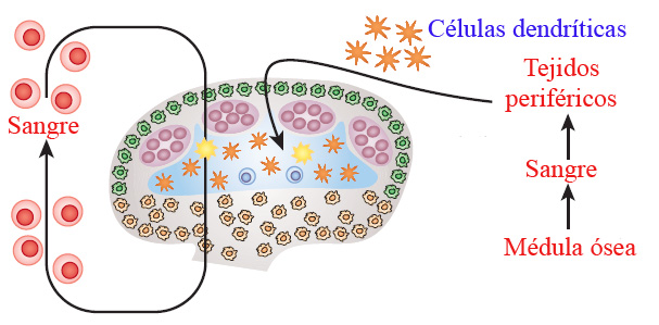 Reseñas en Inmunología y Alergía: Células dendríticas y respuesta ...