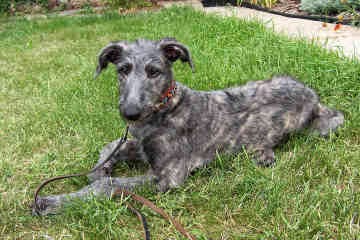 Deerhound o Lebrel escocés