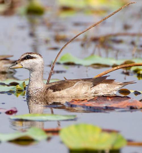 Cotton pygmy-goose images | Birds of India | Bird World