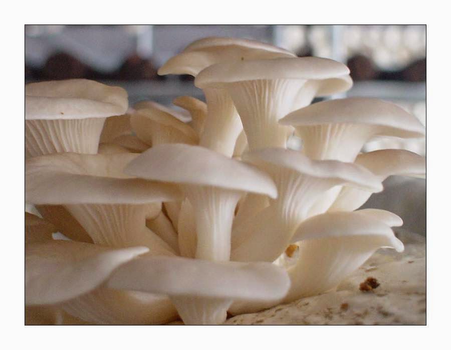 5 Jenis Jamur Sebagai Lauk Sekaligus Obat - Info Kesehatan