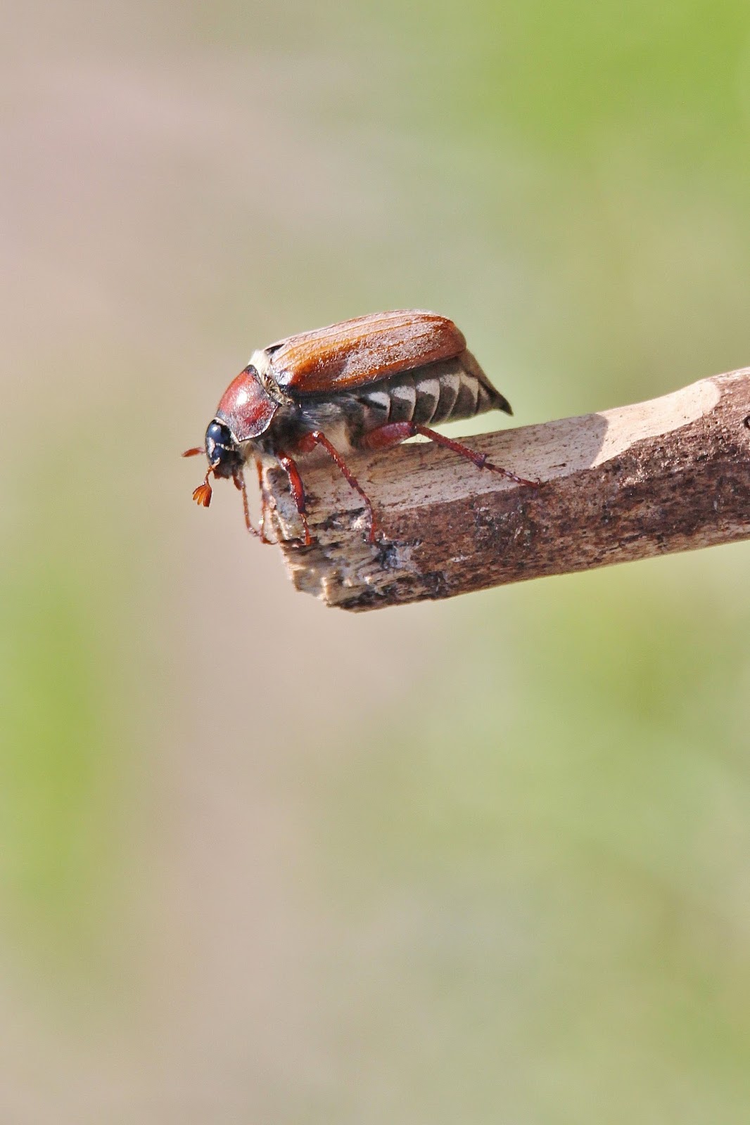 AMSTERDAMSE WATERLEIDINGDUINEN AWD: Meikever
