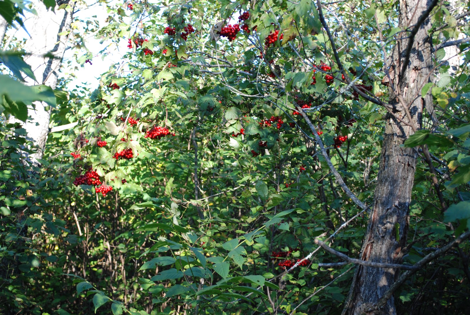 Ferme du Sault: Viorne trilobée - Pimbina