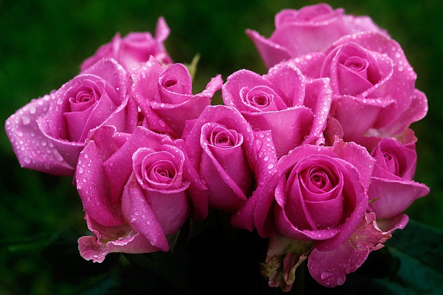 Decent Image Scraps Beautiful Pink Roses