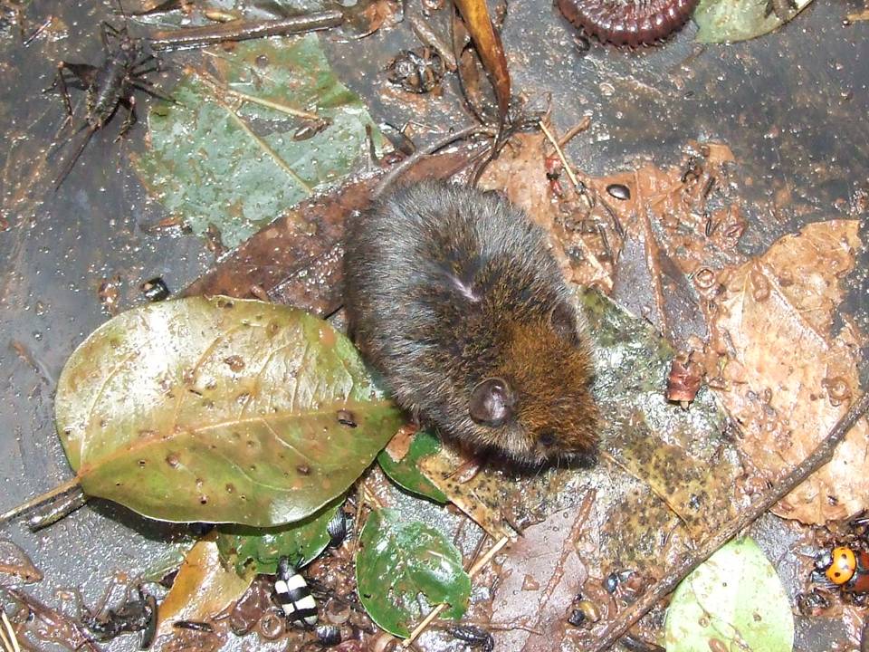 Argentina nativa: Ratoncito topo selvático (Thaptomys nigrita)