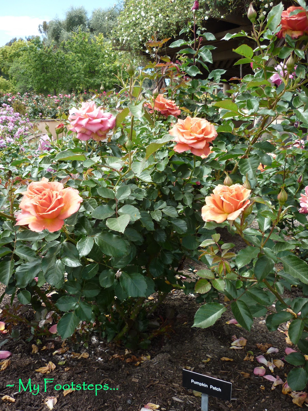 My footsteps...: Roses at Rose Garden, Balboa Park, San Diego (3)
