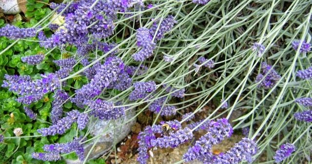 Yard and Garden Secrets: Lavender Growing Tips and Uses