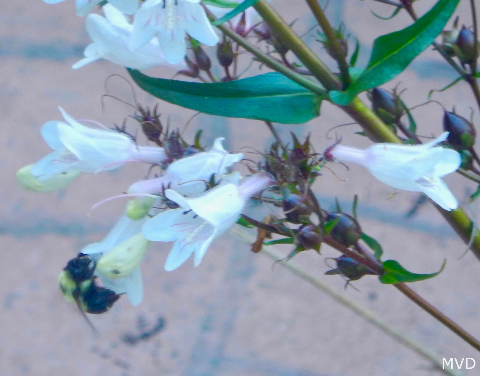 Green STEM Learning: Pollinators and Flowers in the Wildlife Garden ...