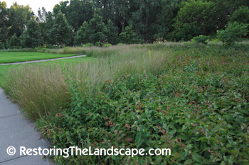 Restoring The Landscape With Native Plants: A Sample Public Native ...