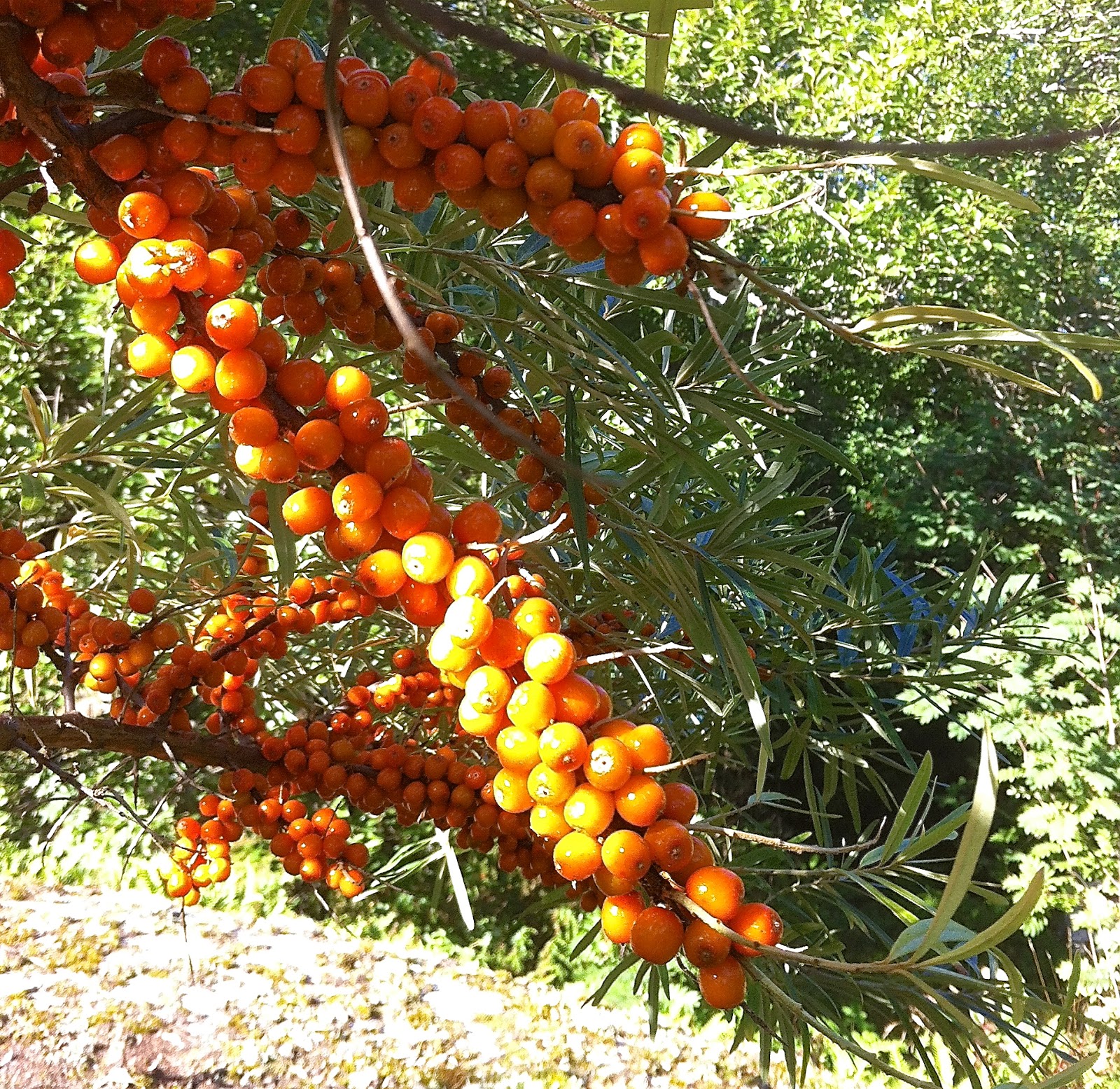 Fagerdala trädgård: Havtorn – ett dunderbär!