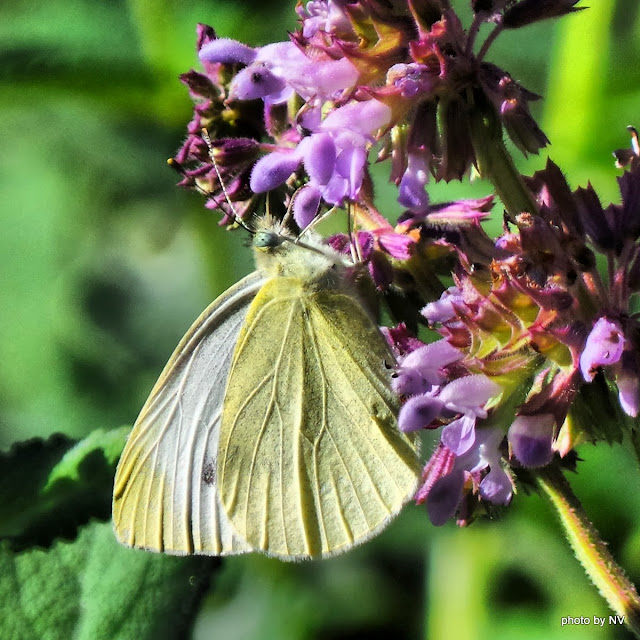 Leptiri - InfoNet Magazin