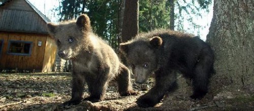 Two Sweet Baby Bear (12 Pics) | Web Dazzler