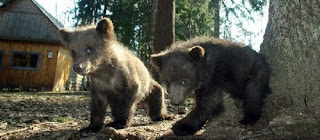 Two Sweet Baby Bear (12 Pics) | Web Dazzler